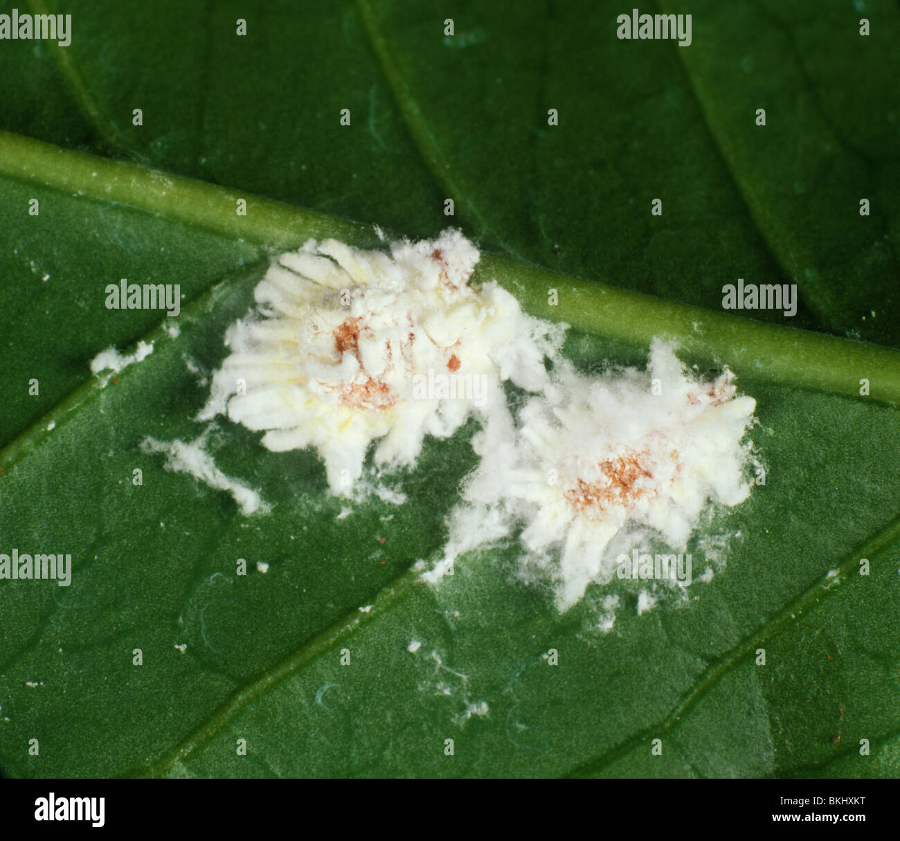 Cottony cushion scale insects (Icerya sp.) on a coffee leaf, Kenya ...