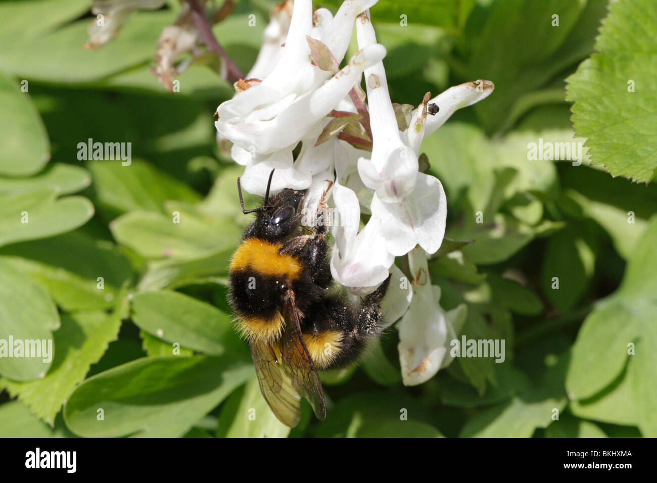 Bombus hortorum spring hi-res stock photography and images - Alamy