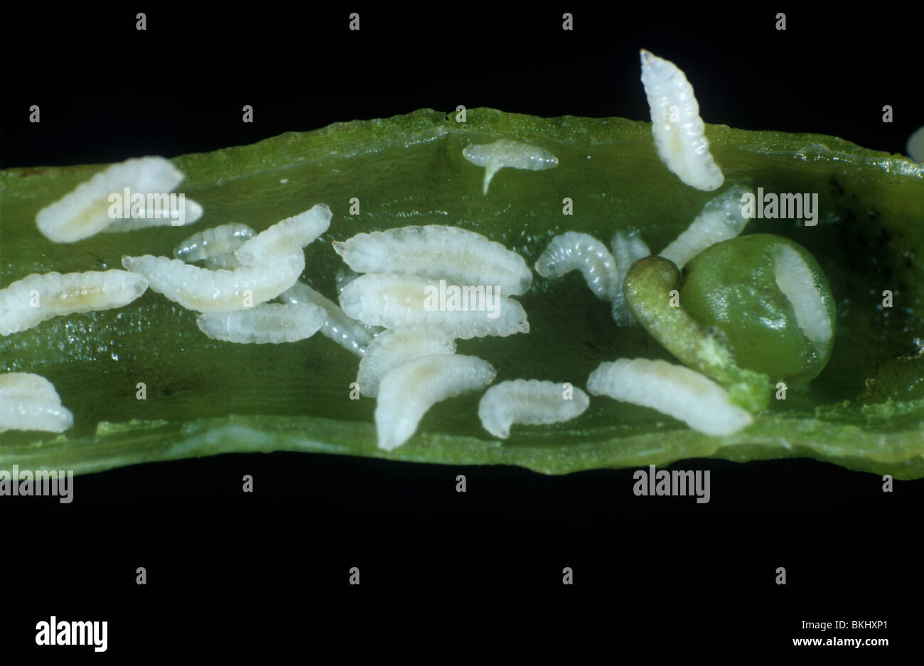 Bladder pod midge (Dasineura brassicae) damage to oilseed rape pods ...
