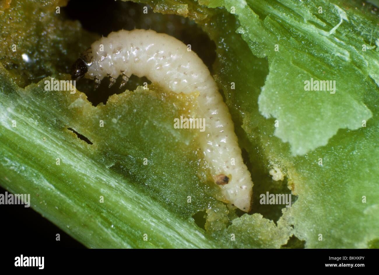 Cabbage stem flea beetle (Psylliodes chrysocephala) larva in damaged ...