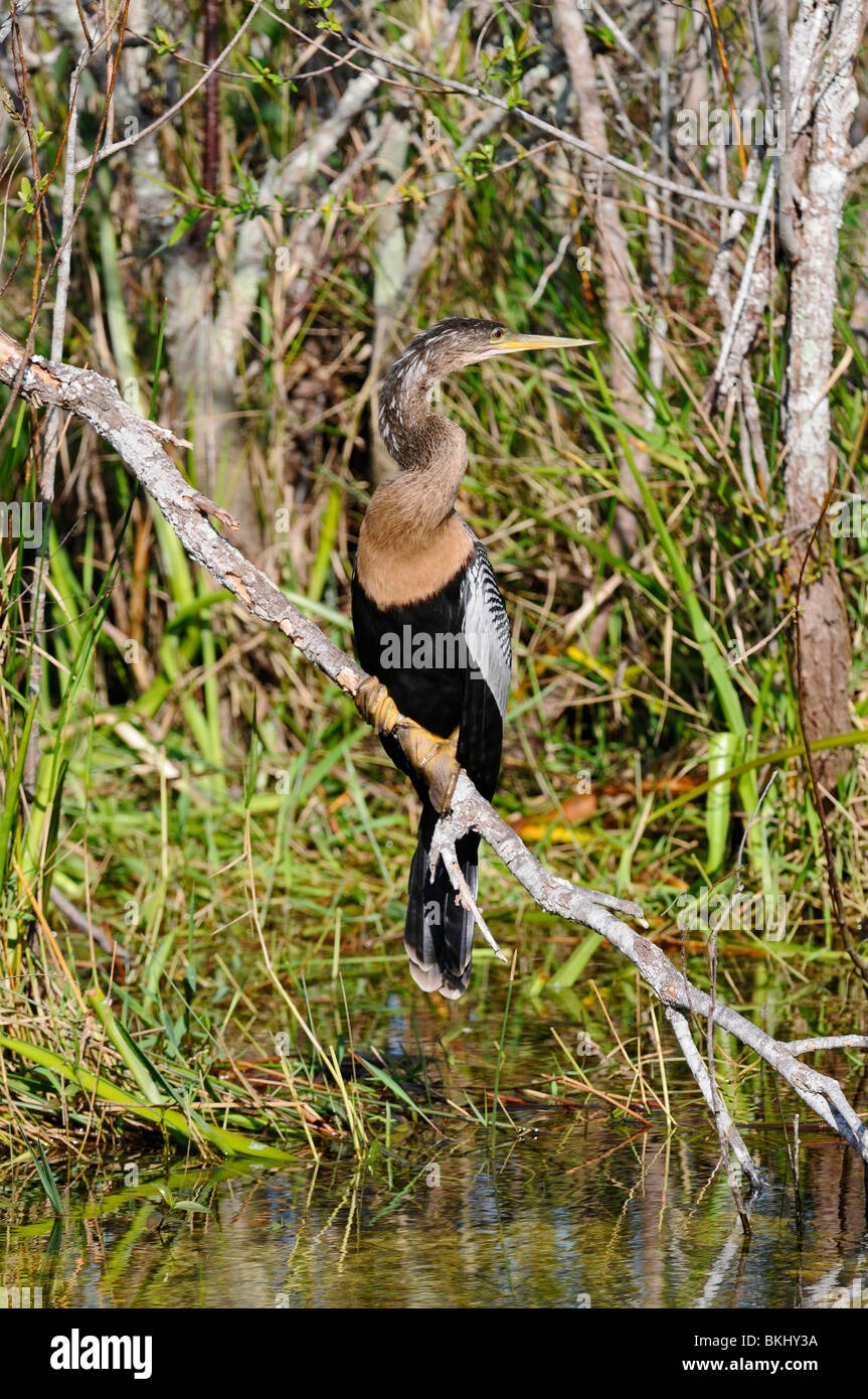Anhinga: Anhinga anhinga. Anhinga Trail, Everglades, Florida, USA Stock ...