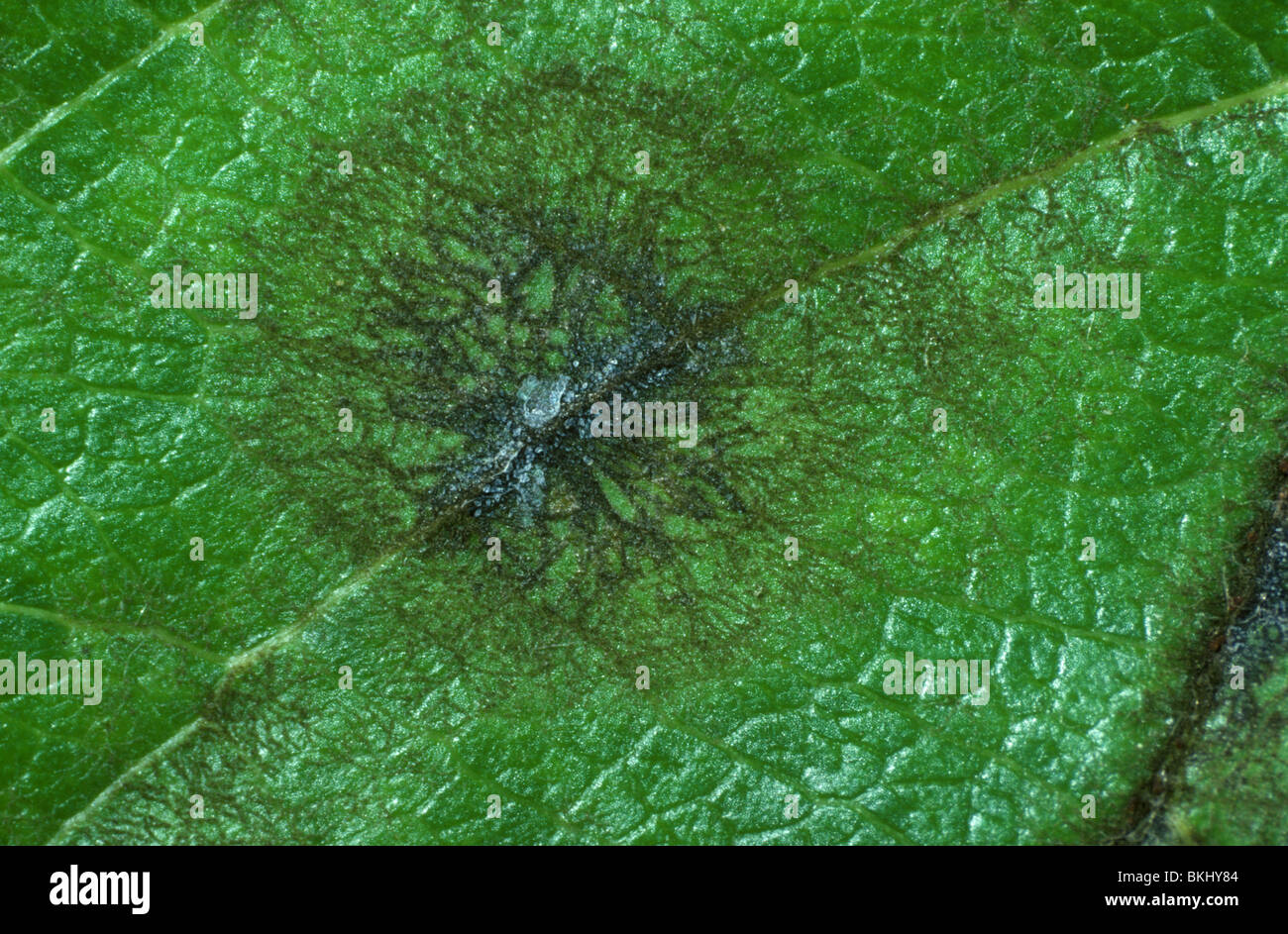 Apple scab venturia inaequalis early hi-res stock photography and ...