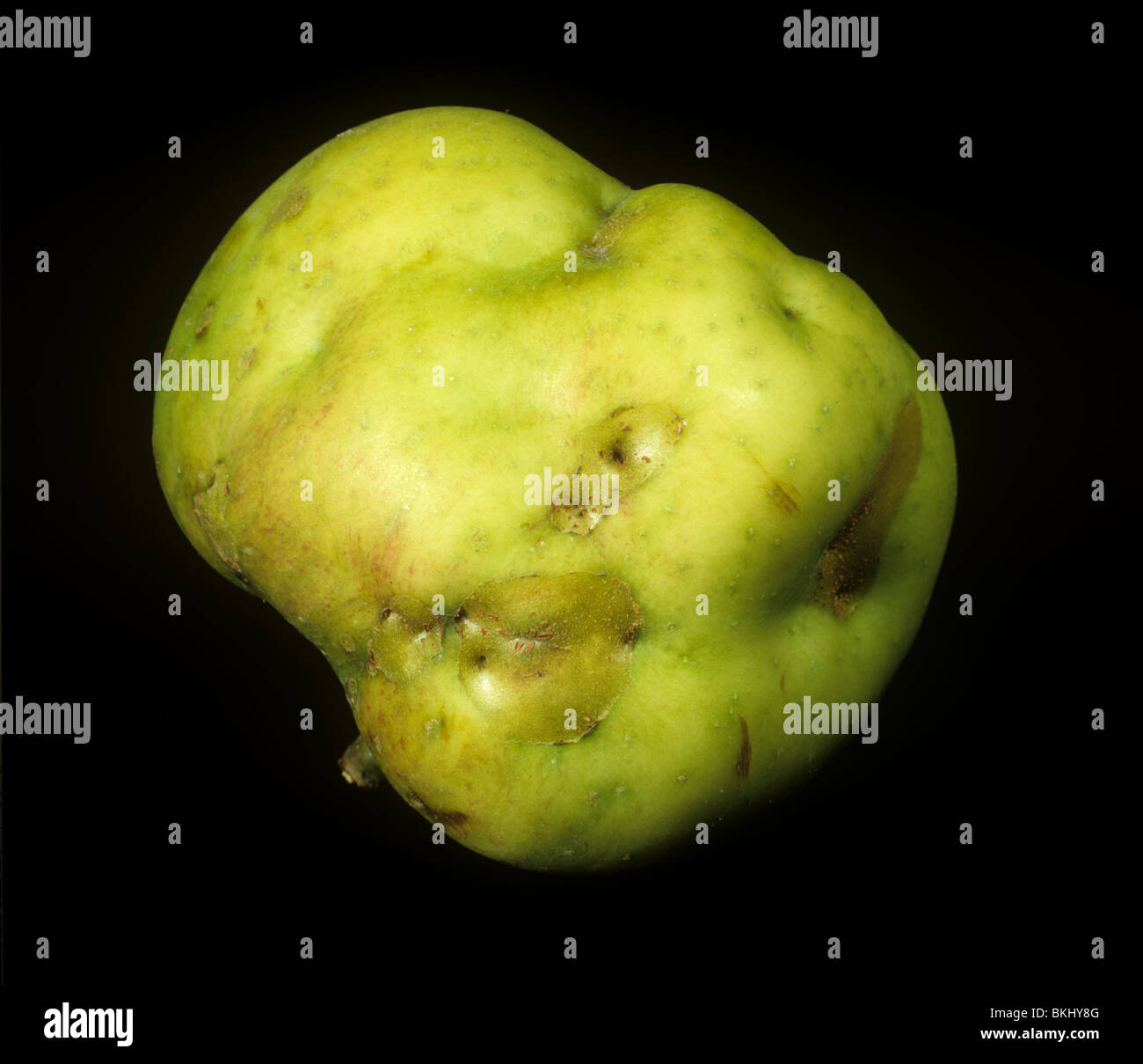 Plesiocoris rugicollis hi-res stock photography and images - Alamy