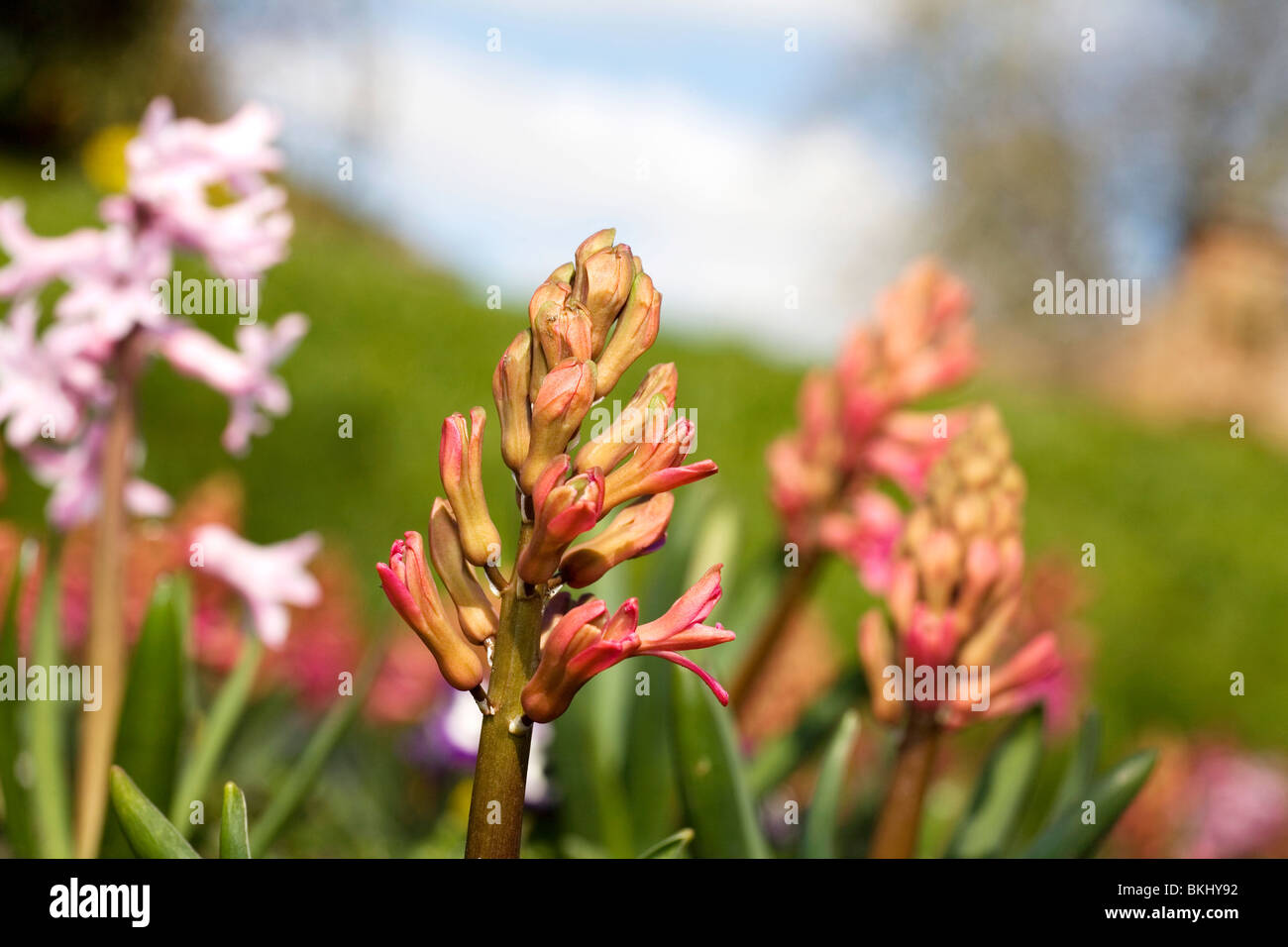Spring hyacinths hi-res stock photography and images - Alamy