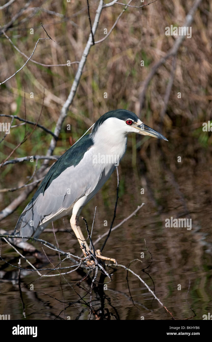 Black-Crowned Night Heron: Nycticorax nycticorax. Shark Valley ...