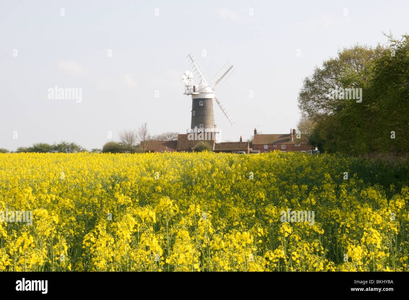 Great Bircham windmill in Norfolk seen over a yellow field of oilseed ...