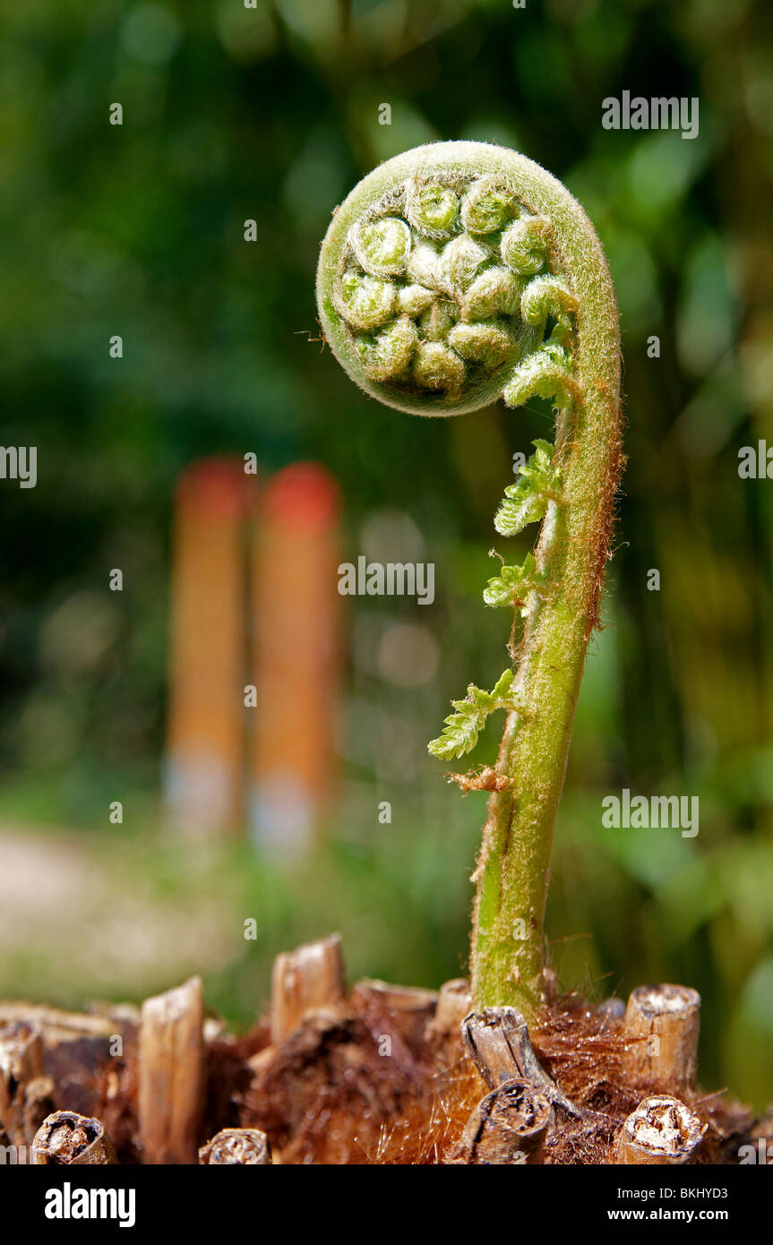 Unfurling fern shoot hi-res stock photography and images - Alamy