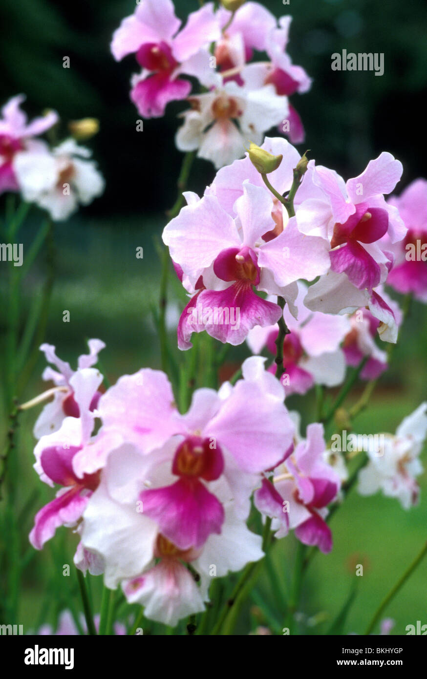 vanda miss joaquim, mandai orchid garden, singapore Stock Photo - Alamy