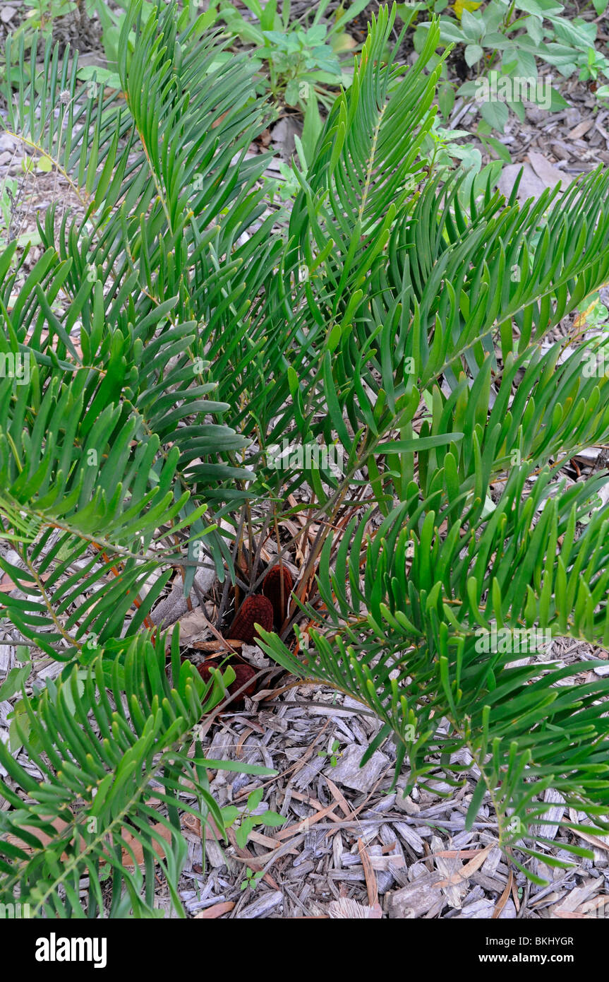 Coontie hi-res stock photography and images - Alamy