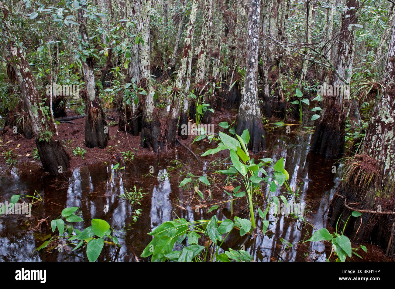 Swamp tree hi-res stock photography and images - Alamy