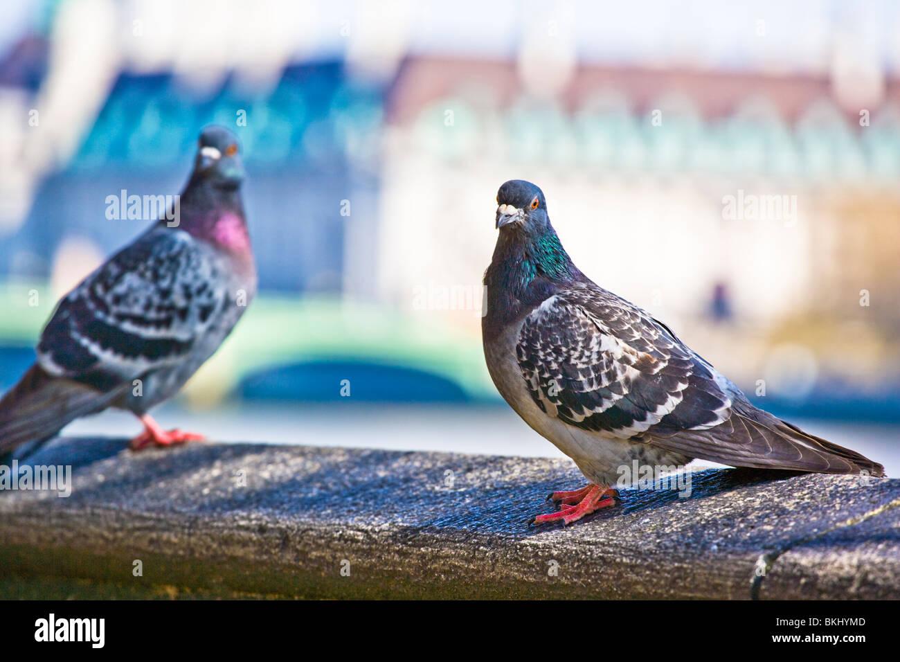 London uk pigeons hi-res stock photography and images - Alamy