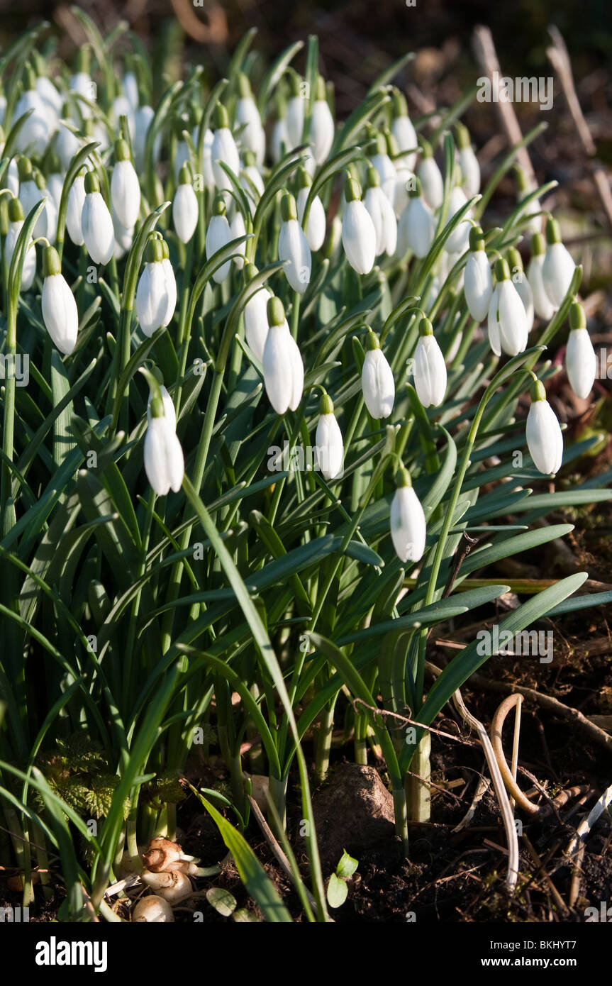 Snowdrops in early evening sun Stock Photo - Alamy