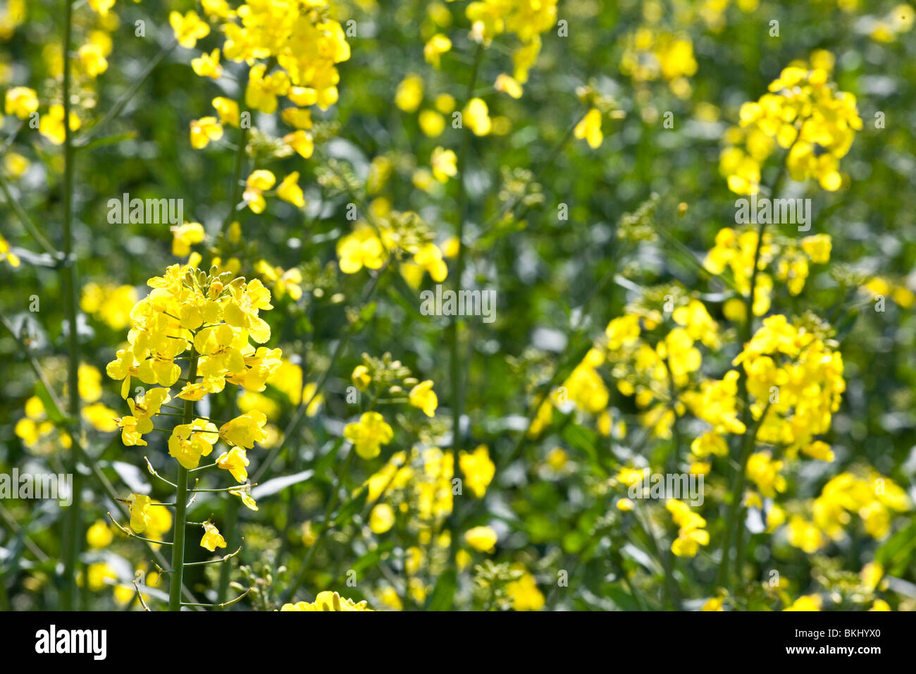 rape seed field essex Stock Photo - Alamy
