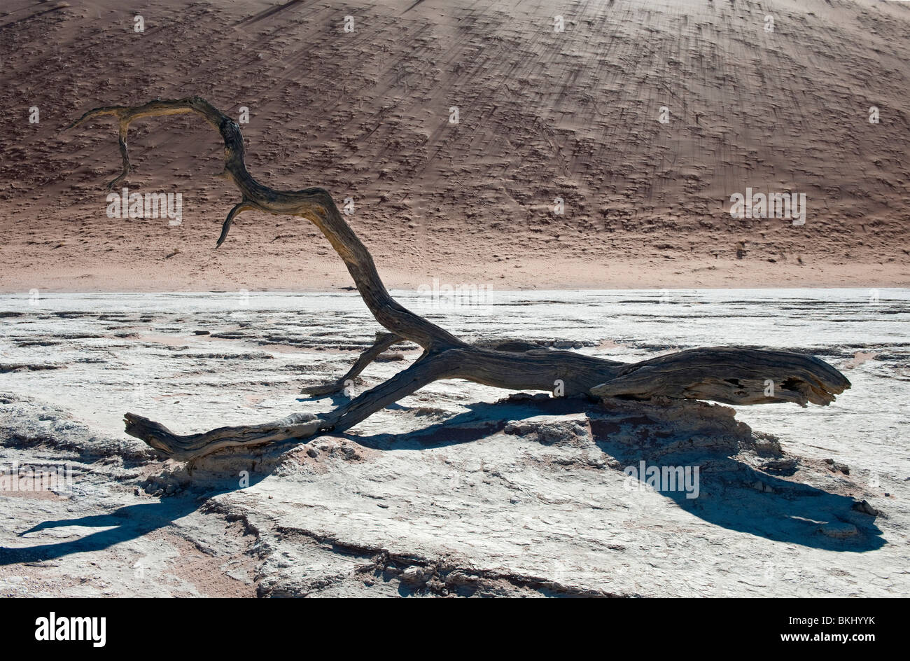 Dead Camel Thorn Tree which Resembles a Praying Mantis in Deadvlei ...