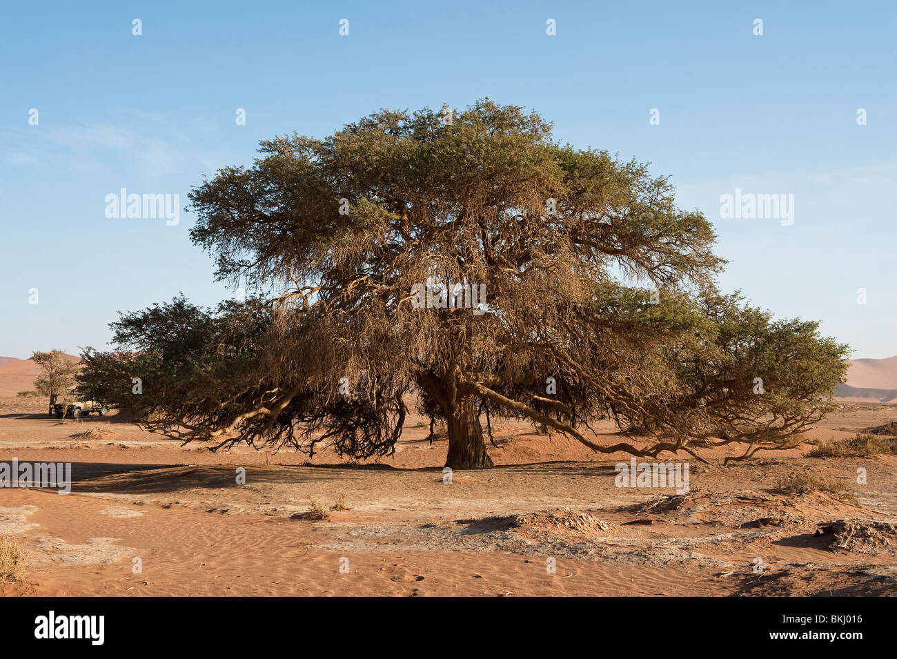 Camel Thorn Tree in Sossusvlei, Namibia Stock Photo - Alamy