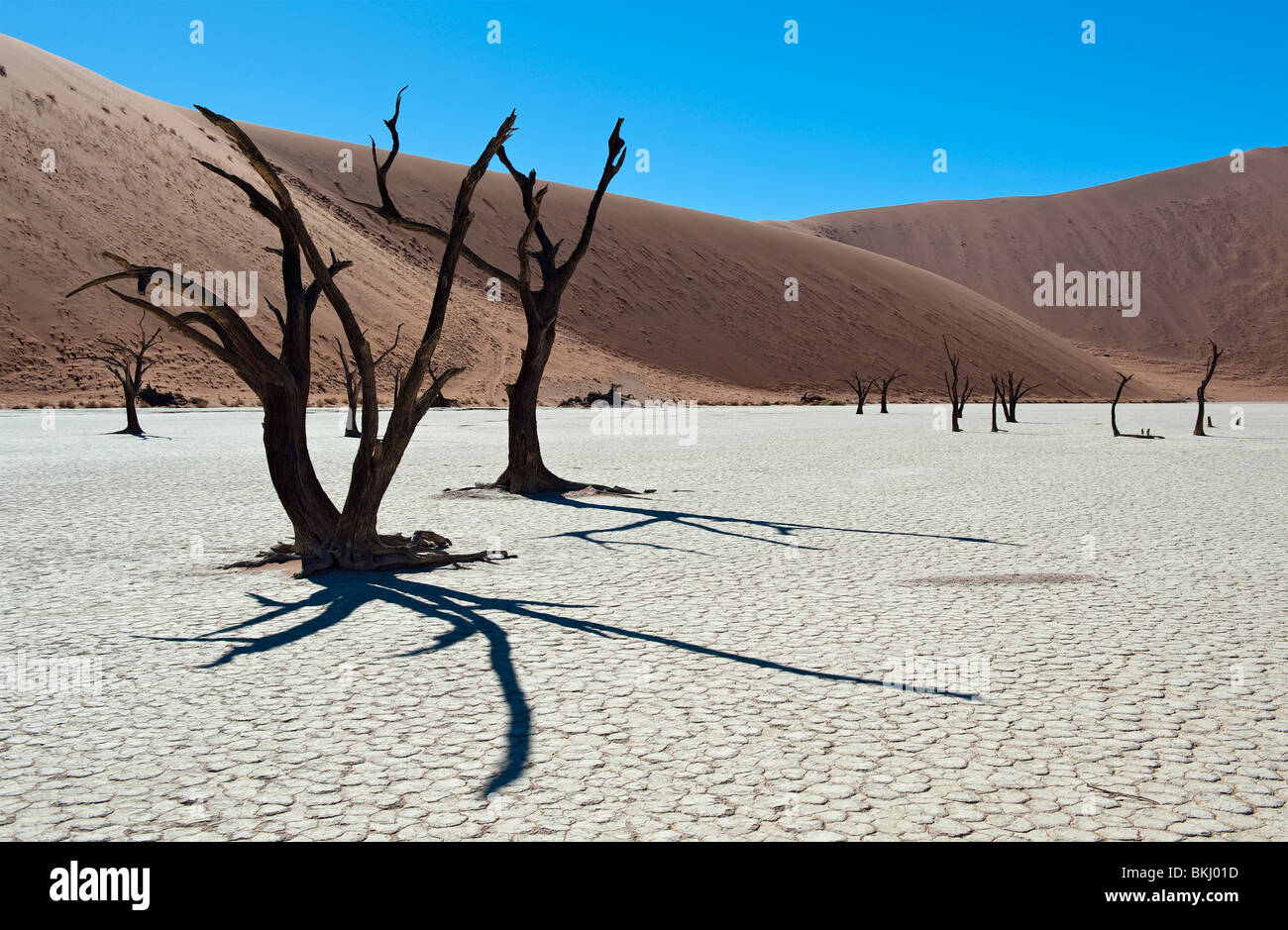 Camel thorn tree hi-res stock photography and images - Alamy