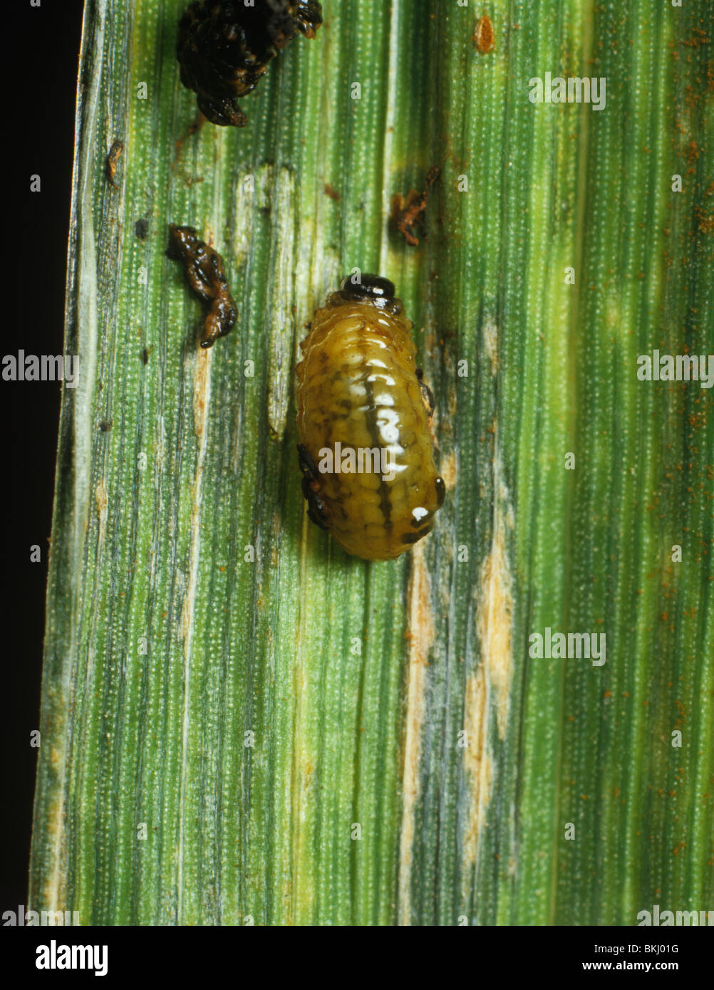 Cereal leaf beetle (Oulema melanopus) larva & stripped epidermis of a ...