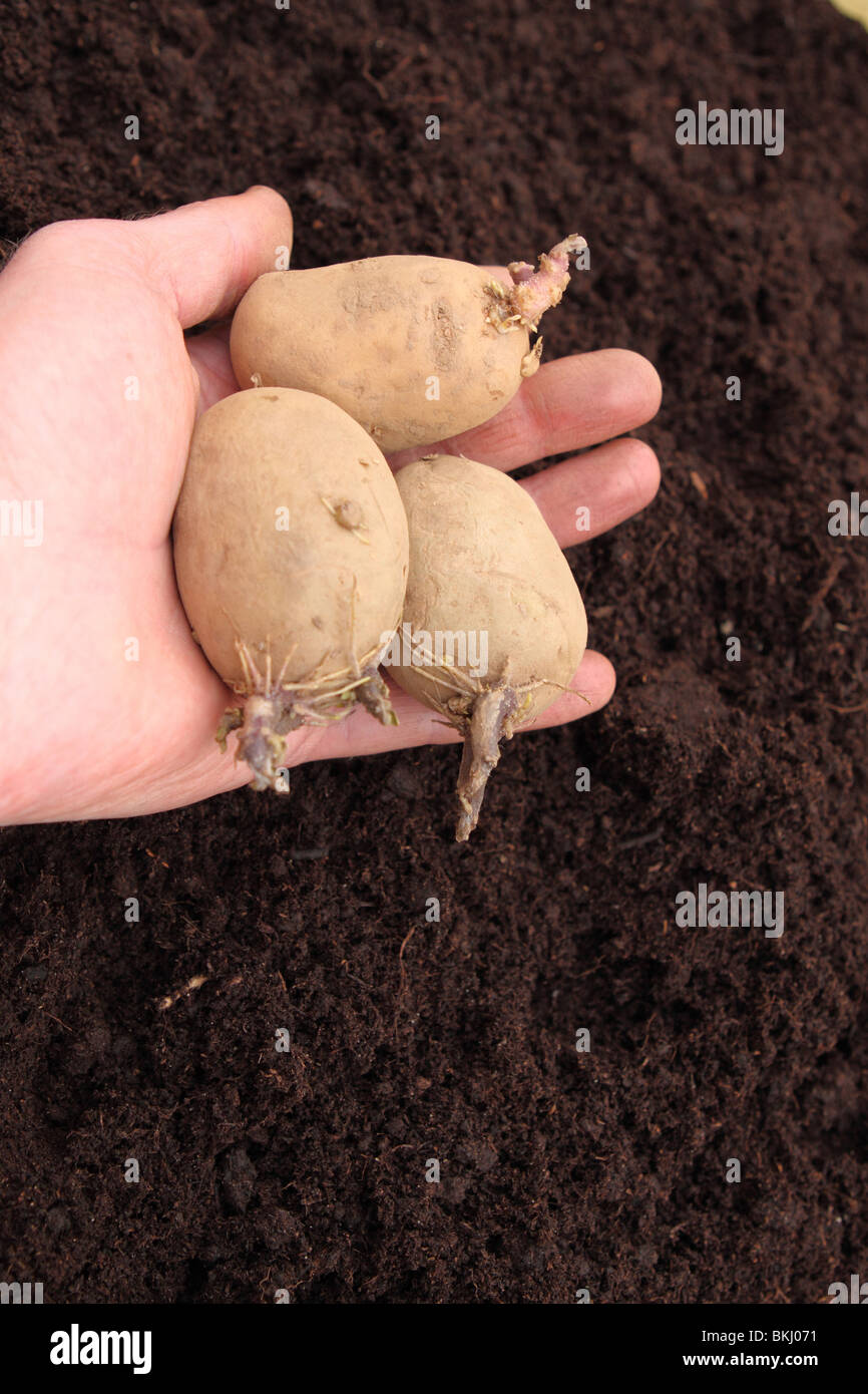 Planting seed potatoes variety called Nadine Stock Photo - Alamy