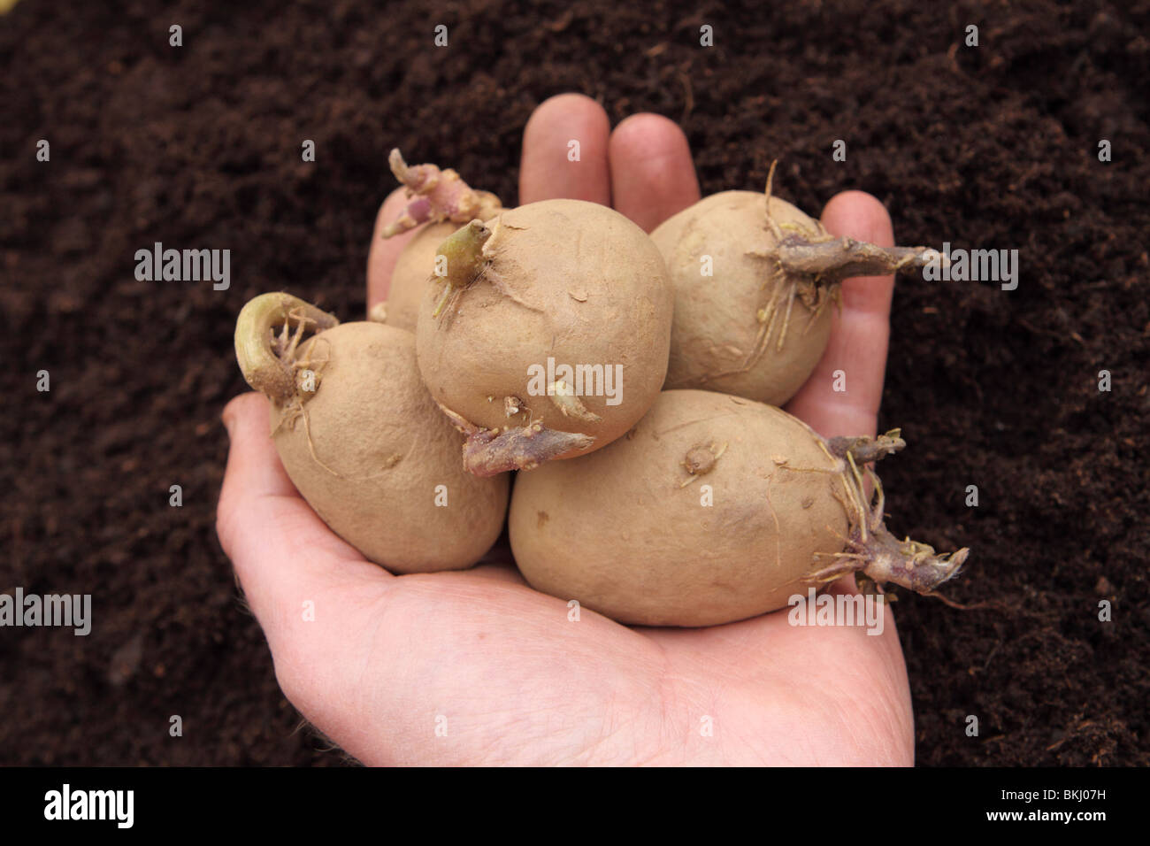 Planting seed potatoes hi-res stock photography and images - Alamy