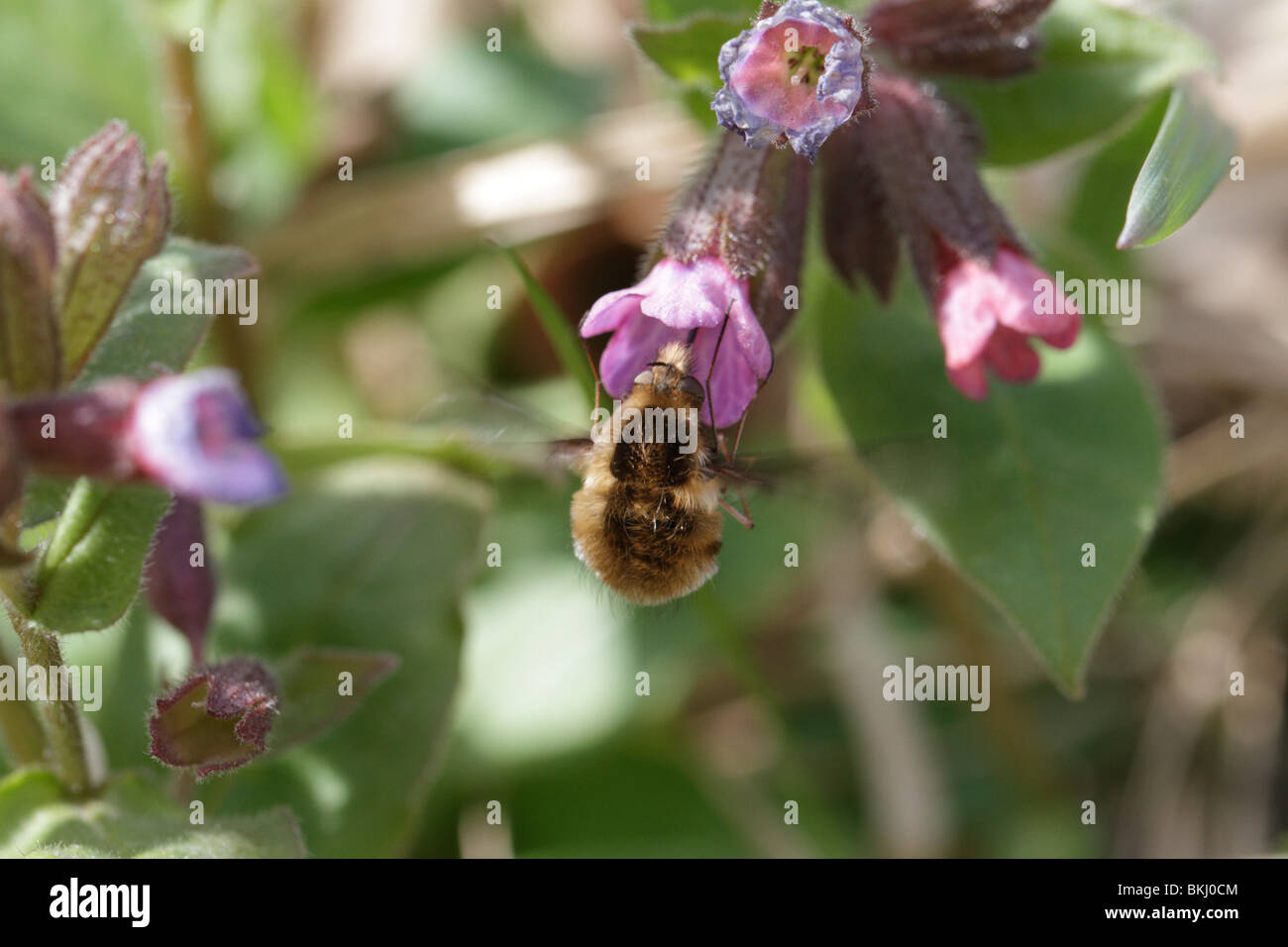 Large Beefly (Bombylius major) feeding on Suffolk Lungwort (Pulmonaria ...