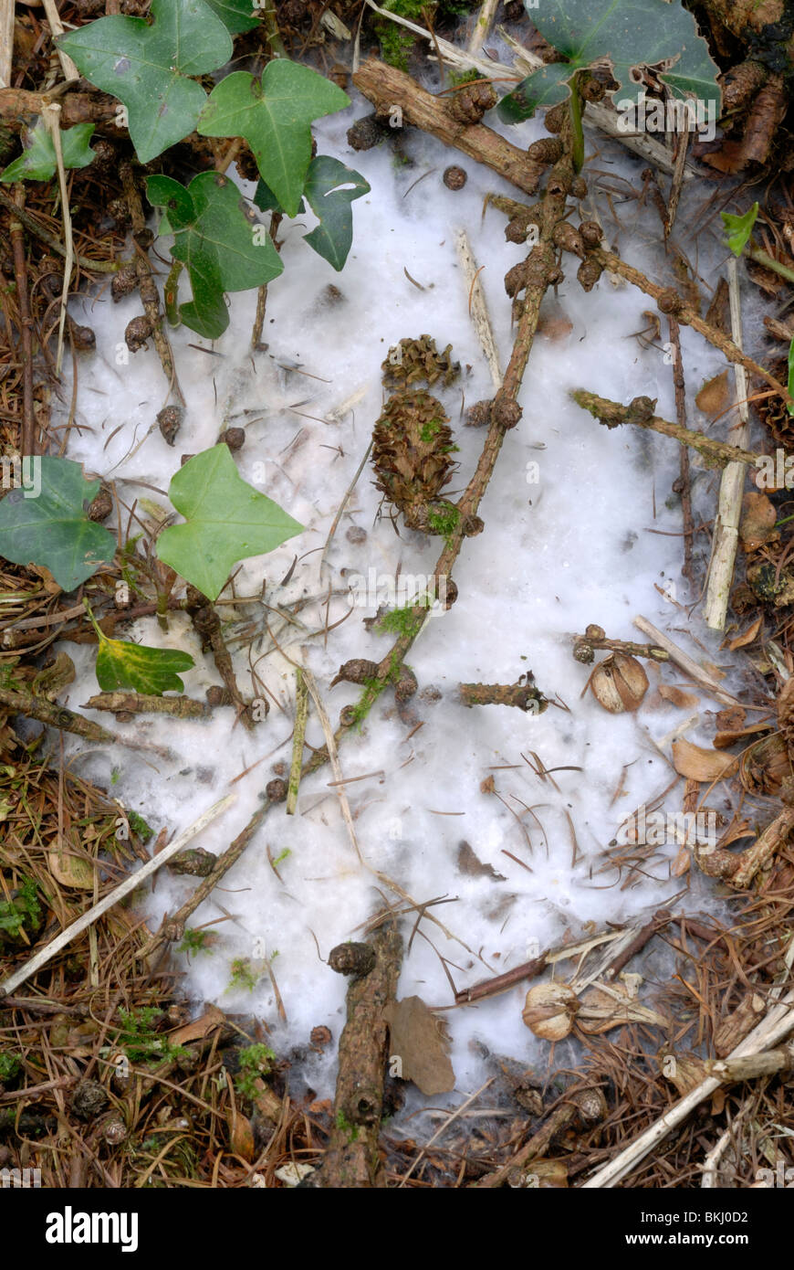 Mycelium hi-res stock photography and images - Alamy