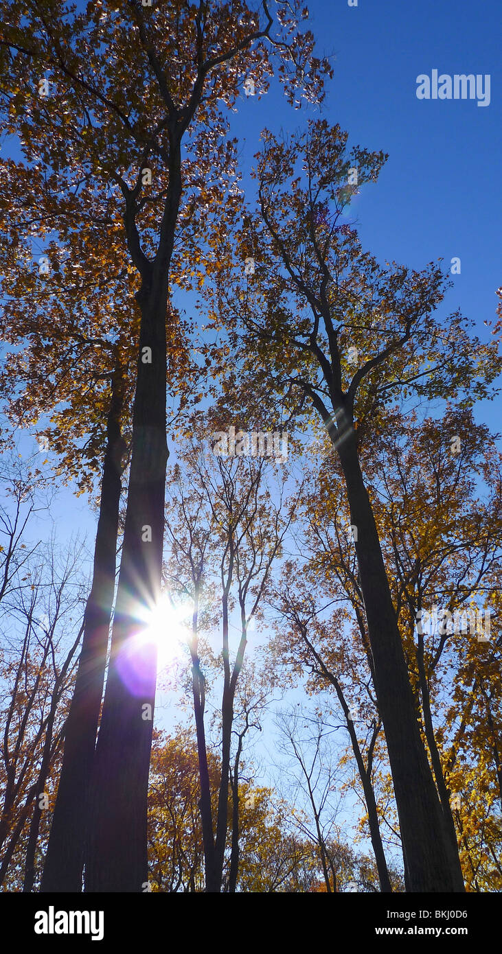 Sun ray through leaves High Resolution Stock Photography and Images - Alamy