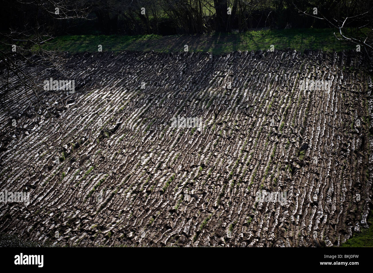 Farrow hi-res stock photography and images - Alamy