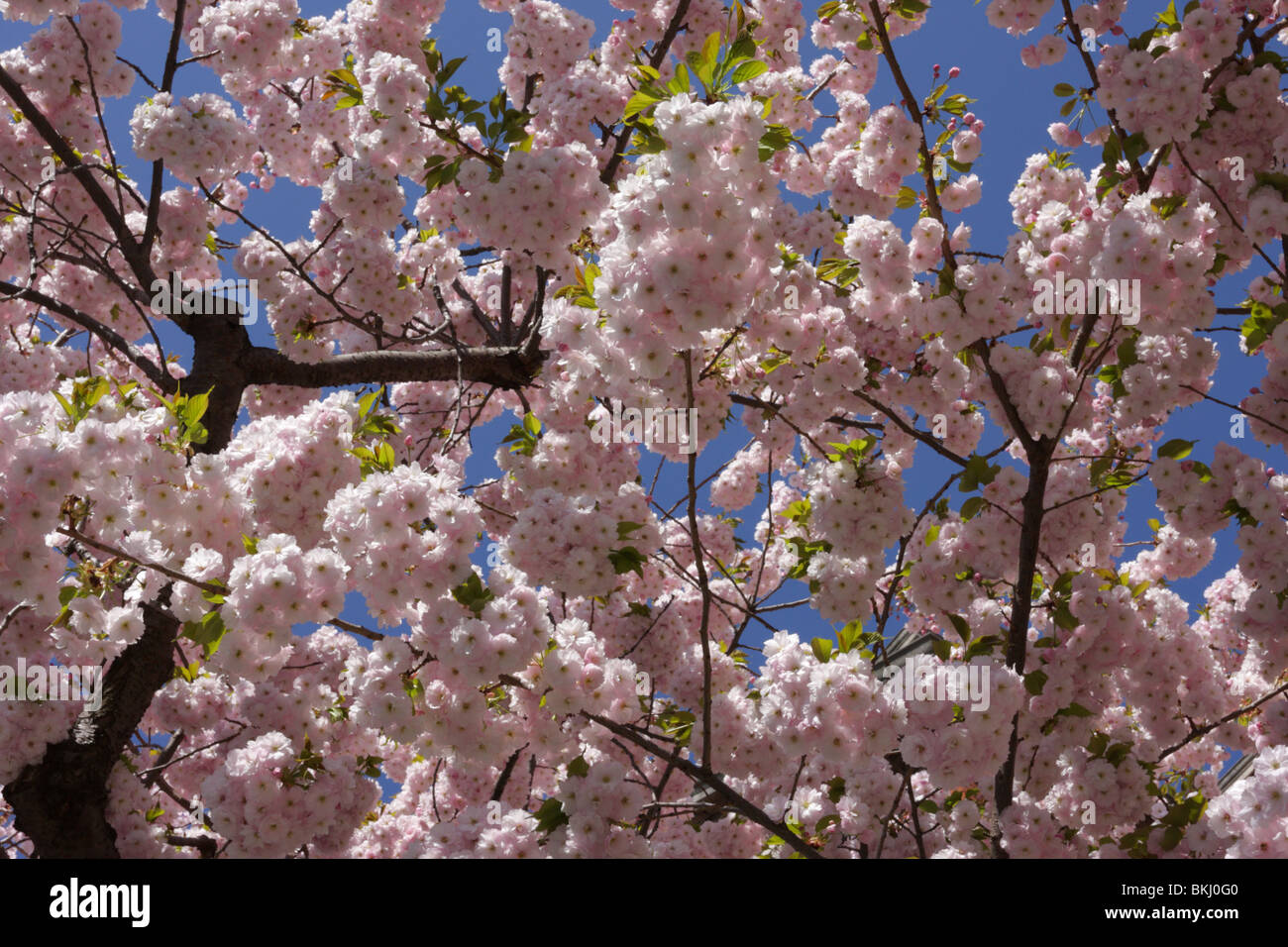 Clusters of Spring cherry blossom adorn one of the many cherry trees in ...