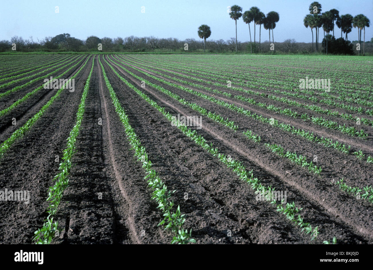 Young soyabean crop in rows, Apopka, Florida, USA Stock Photo - Alamy