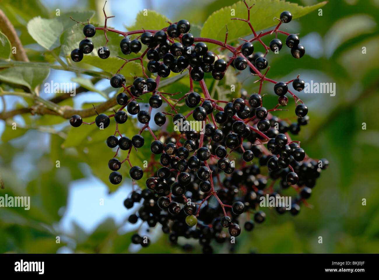 Berries of Elder tree, Sambucus nigra, Wales, UK Stock Photo - Alamy