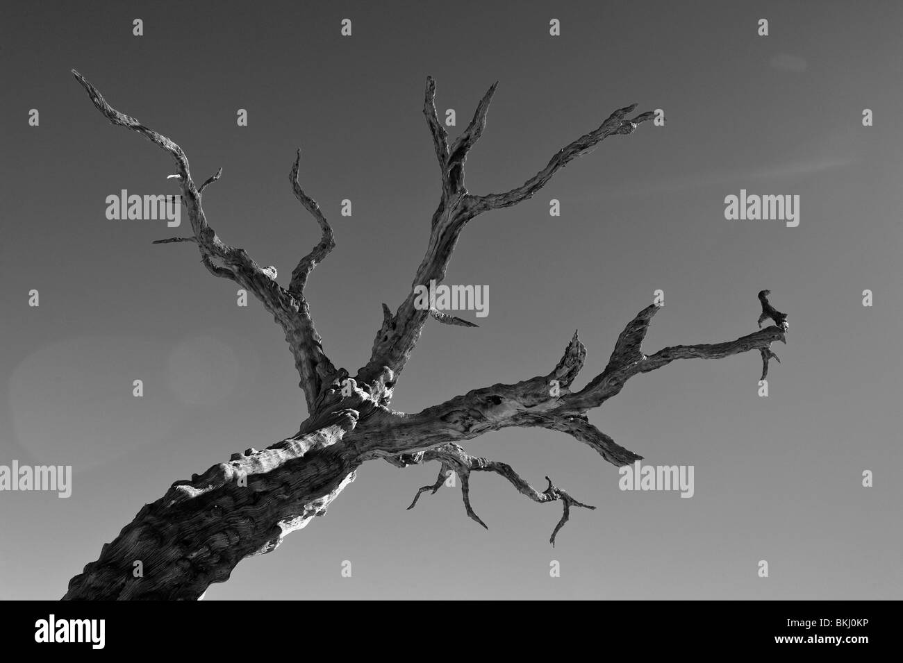 Blackened tree trunk hi-res stock photography and images - Alamy