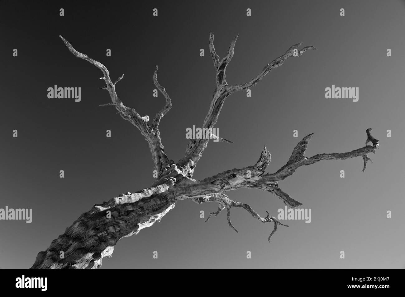 Park trees dry dried Black and White Stock Photos & Images - Alamy