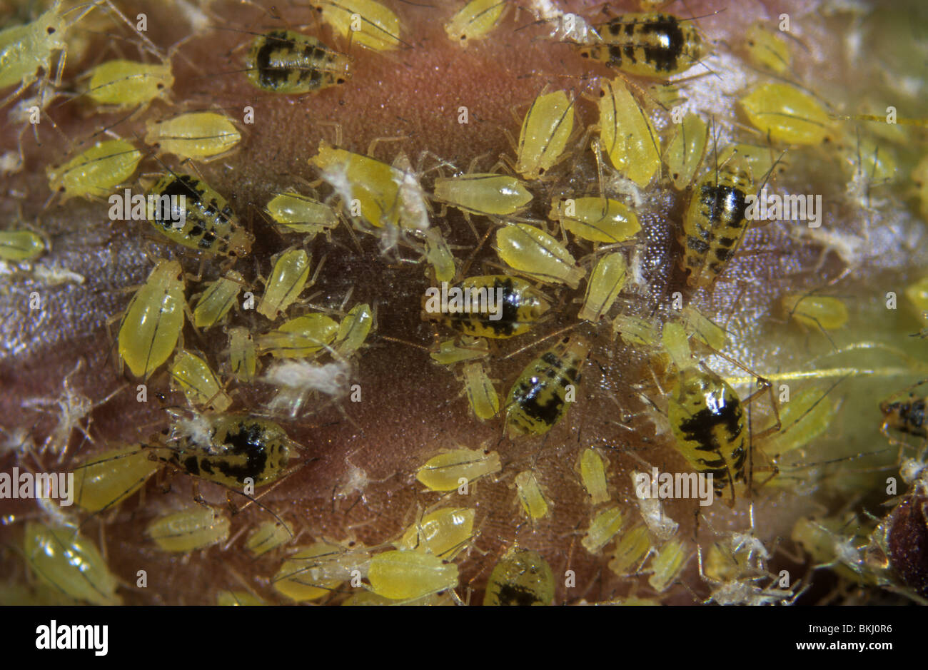 Mottled arum aphid (Aulacorthum circumflexum) infestation on an orchid ...