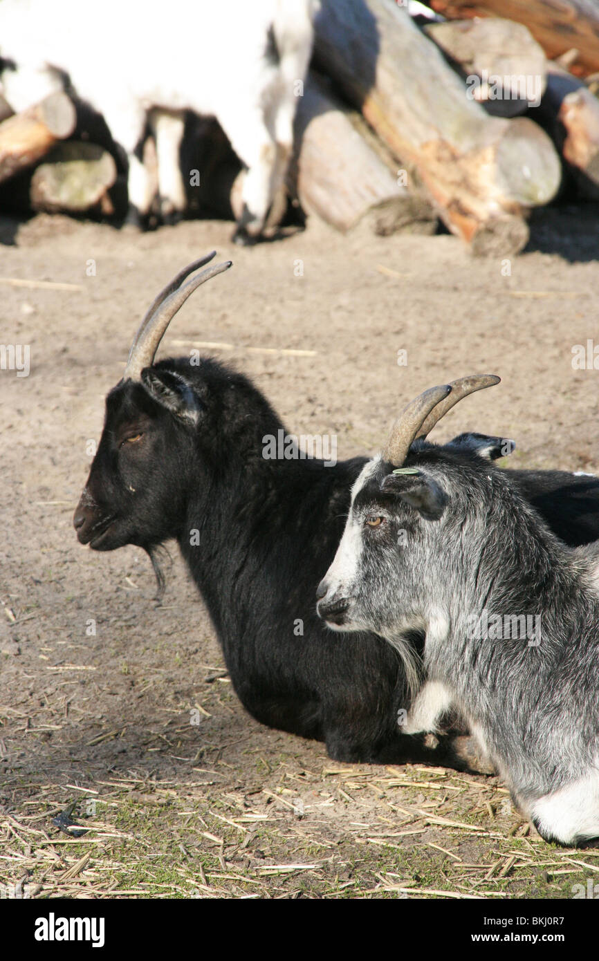 Flemish Goat High Resolution Stock Photography and Images - Alamy