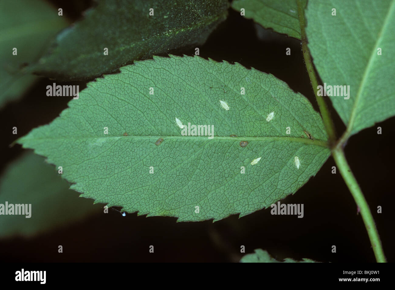 Rose leafhopper (Edwardsiana rosae) nymphs on rose leaf underside Stock ...