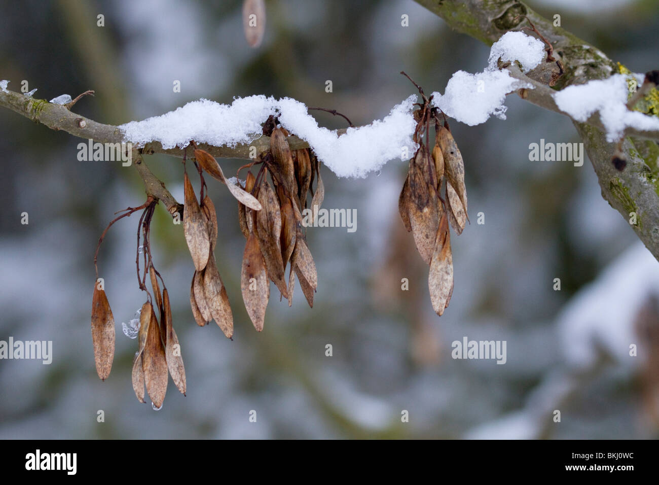 Ash tree seeds hi-res stock photography and images - Alamy