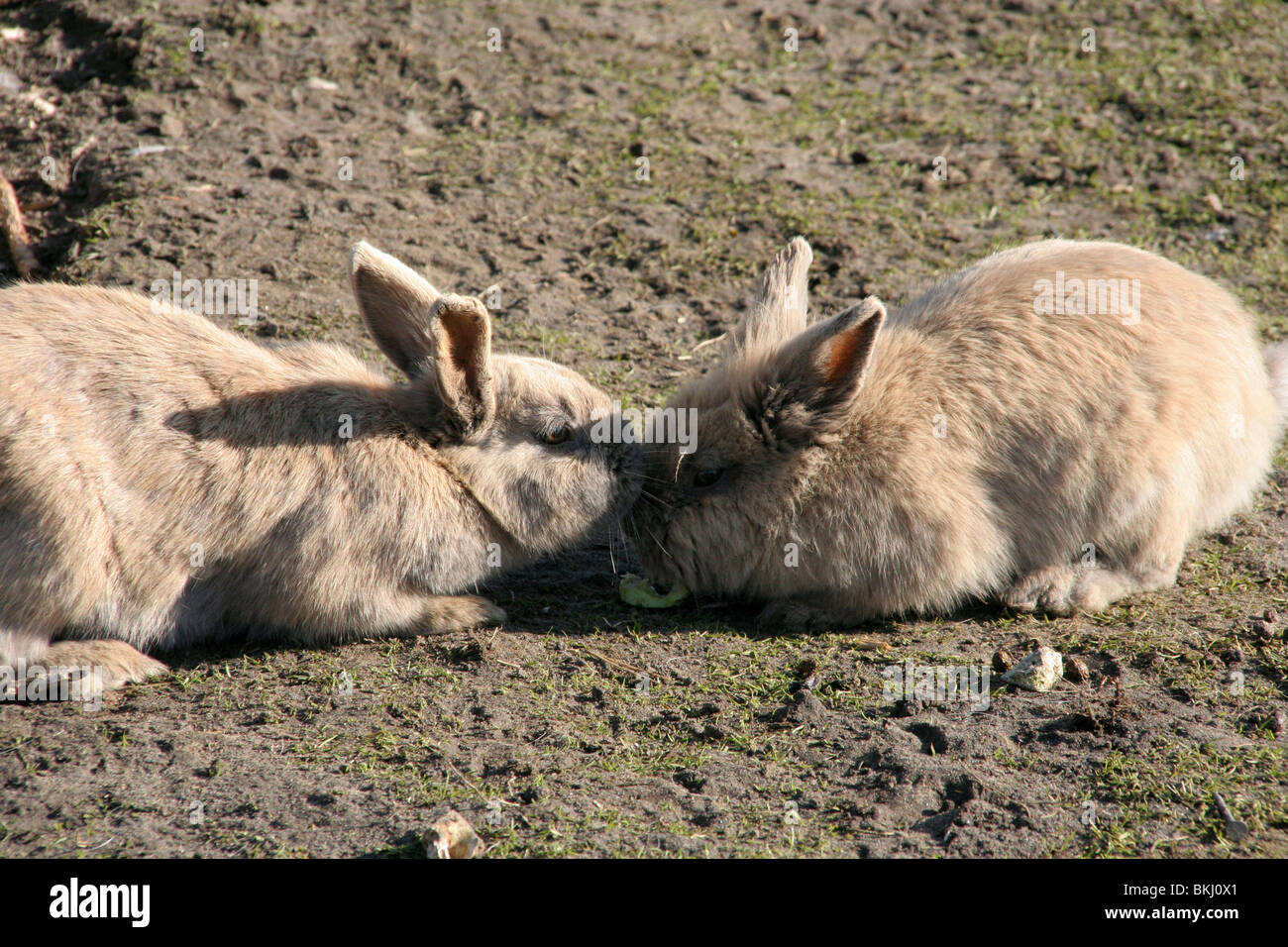 Rabbits in Wenduine, Flanders, Belgium Stock Photo - Alamy