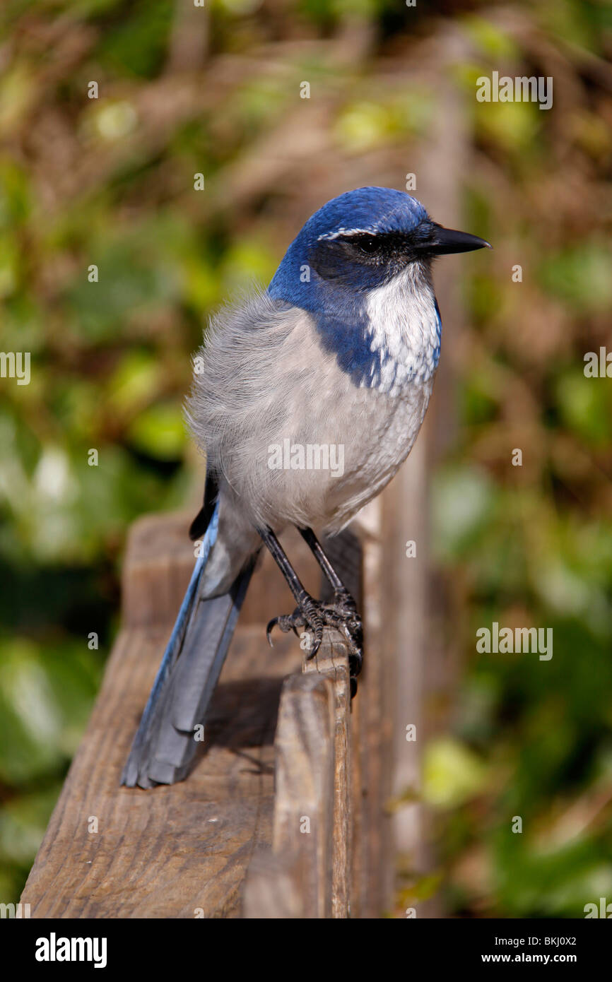 Jay bird hi-res stock photography and images - Alamy
