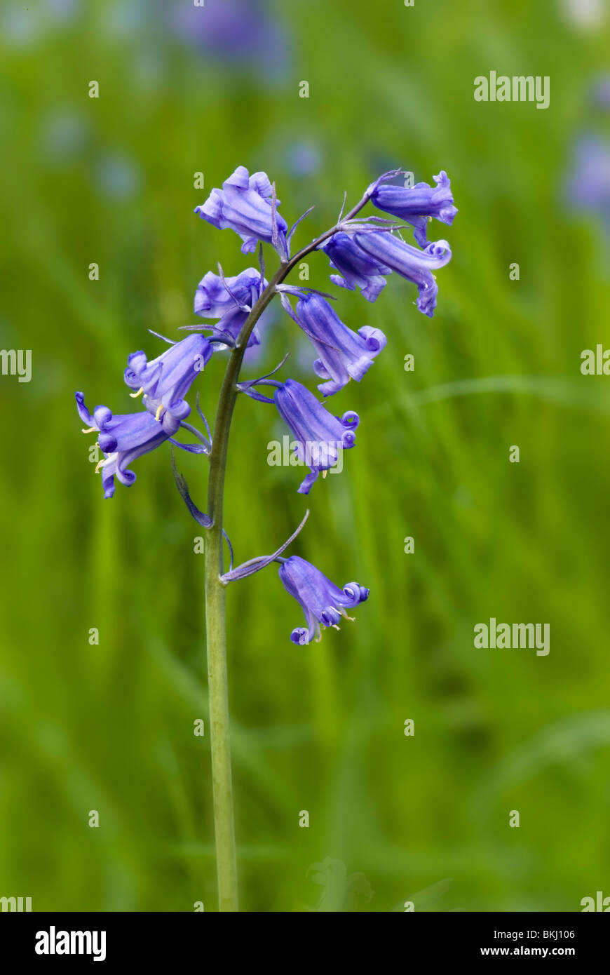 Close up of single bluebell stem against out of focus background taken ...
