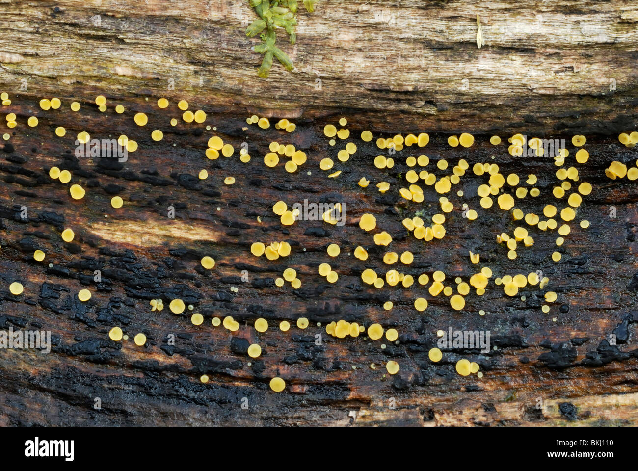 Bisporella citrina fungi, Wales, UK Stock Photo - Alamy