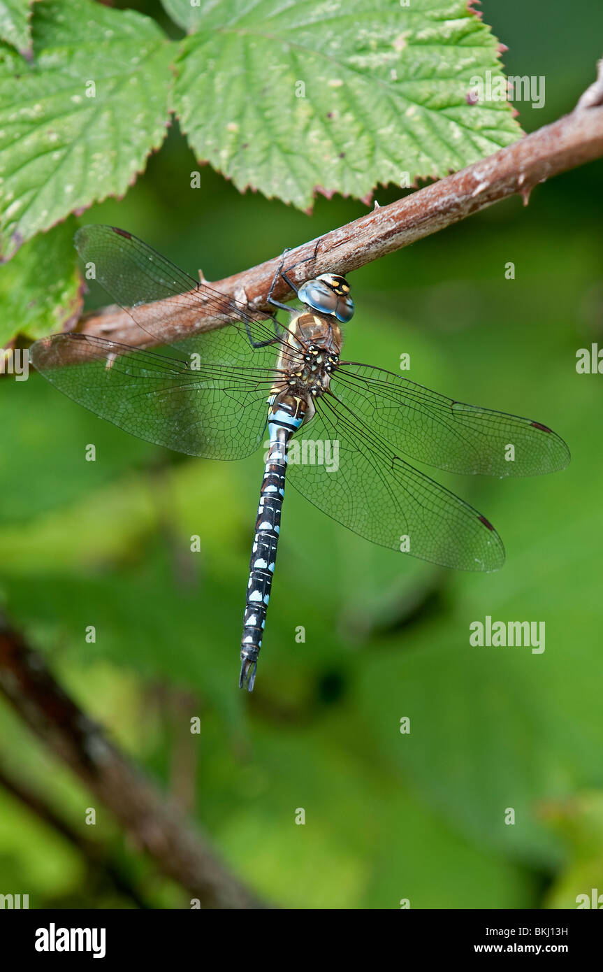 Common Hawker Dragonfly: Aeshna juncea. Male Stock Photo - Alamy
