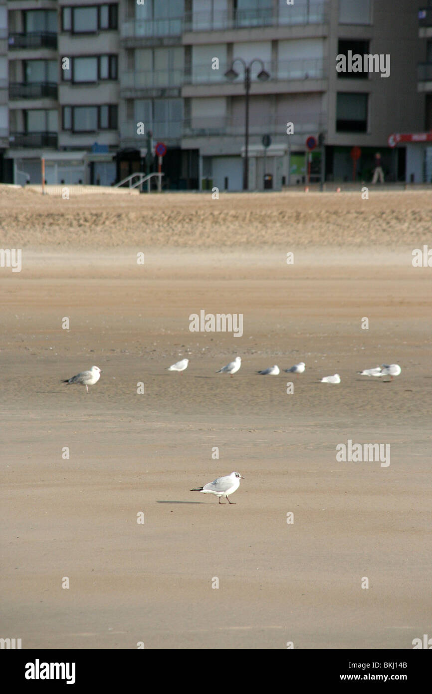 Wenduine beach hi-res stock photography and images - Alamy