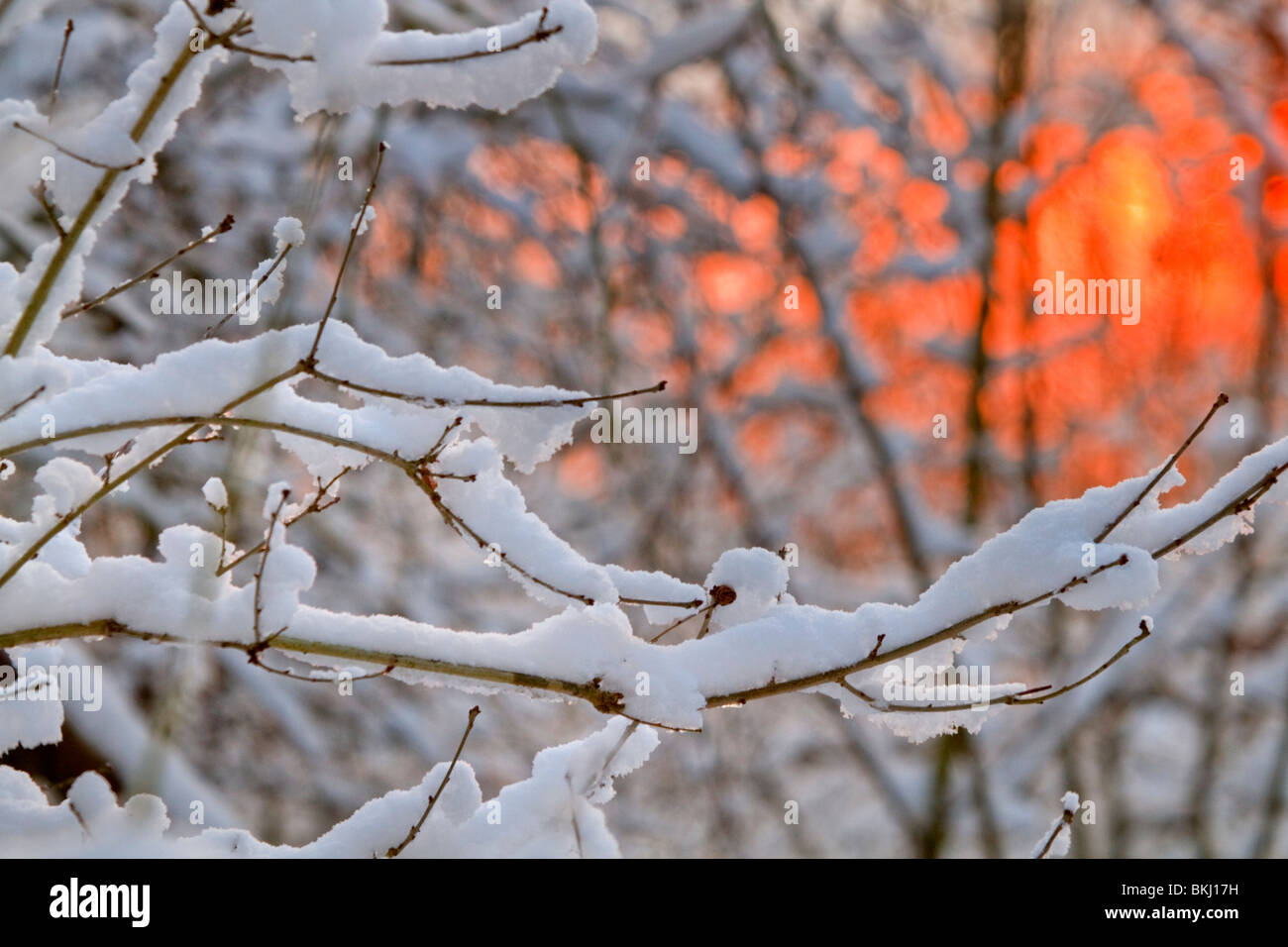 Sunset trees snow hi-res stock photography and images - Alamy
