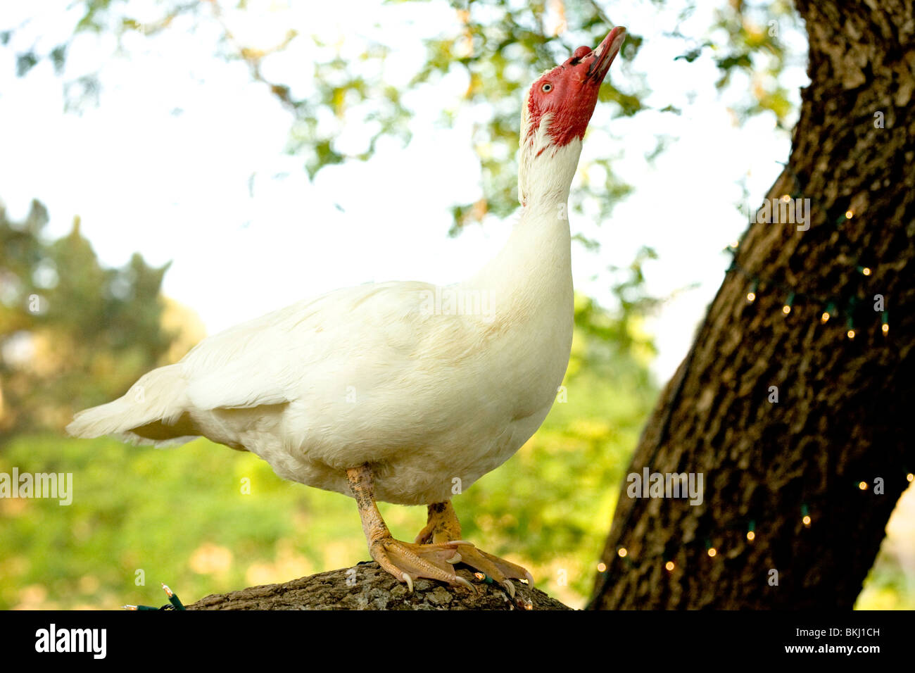 Condor, nature, bird Stock Photo - Alamy
