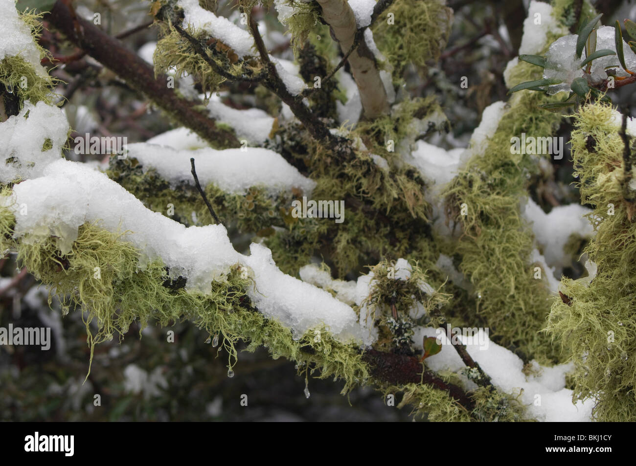 Lichen tree hi-res stock photography and images - Alamy