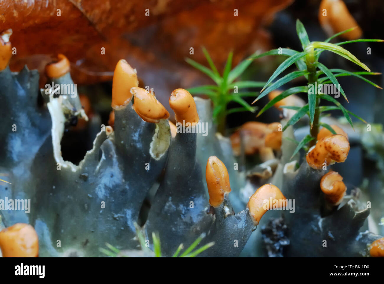 Close up of Dog Lichen, Peltigera canina, with fruiting bodies, Wales ...