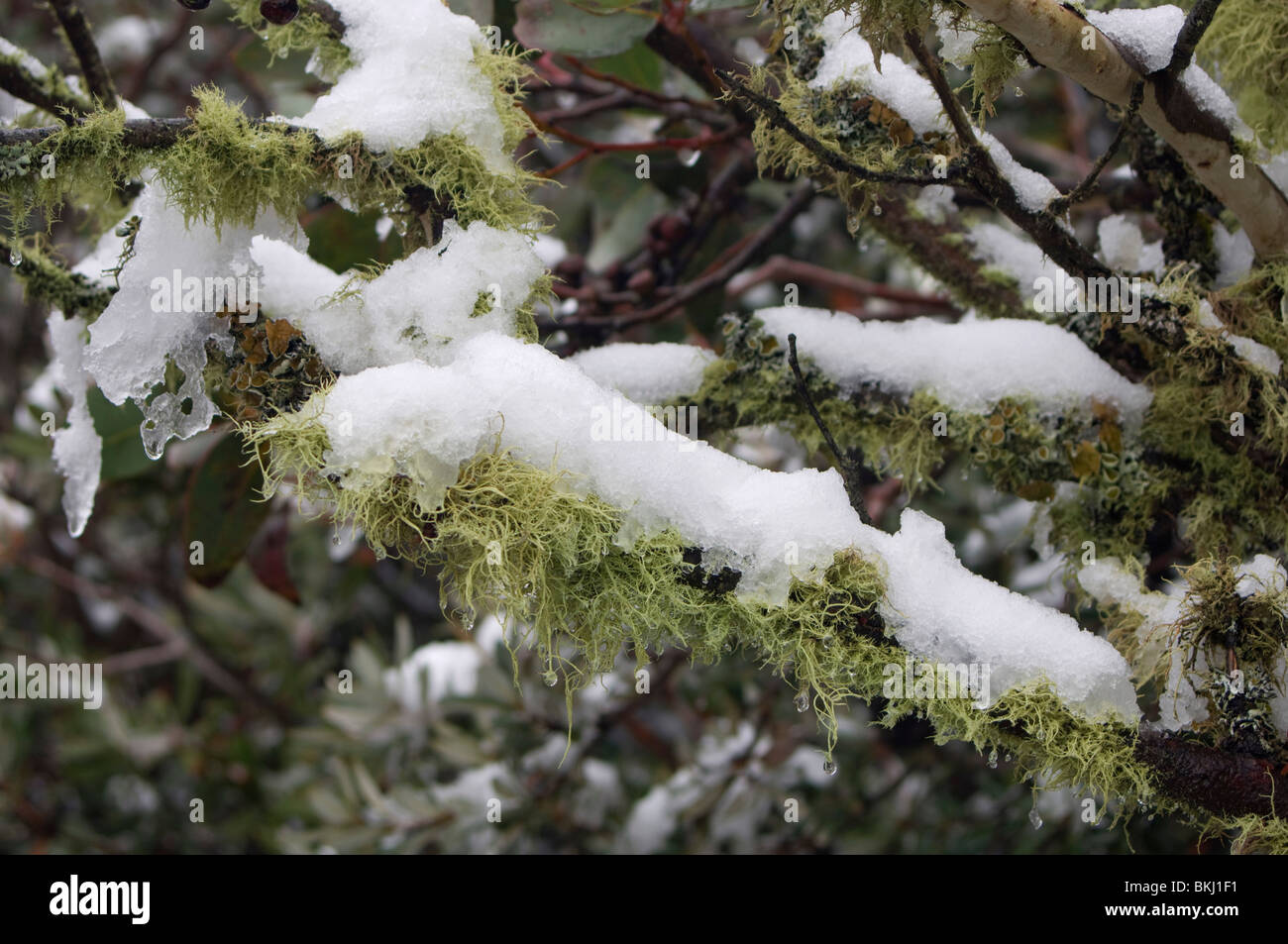 Lichen tree hi-res stock photography and images - Alamy