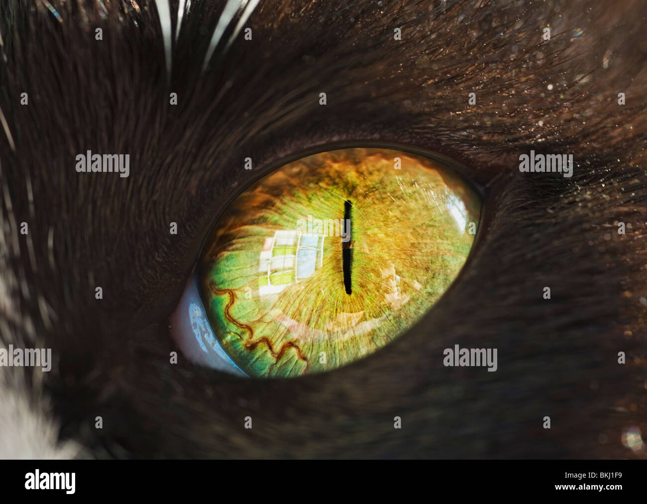 A Cat's Eye Stock Photo - Alamy