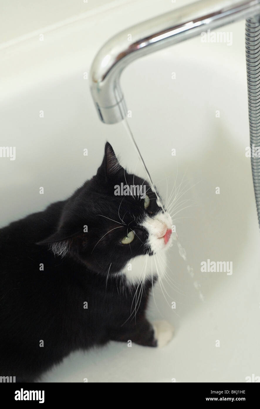 Cat Drinking Water From A Tap Stock Photo - Alamy