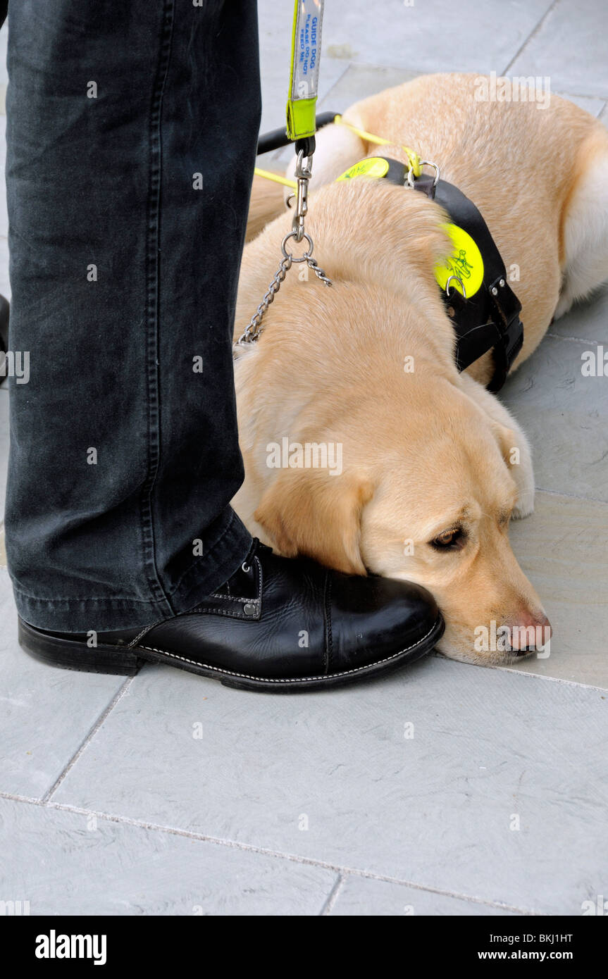 Guide dog for the blind with trainer Stock Photo - Alamy